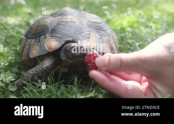 Raspberry yard Stock Videos & Footage - HD and 4K Video Clips - Alamy