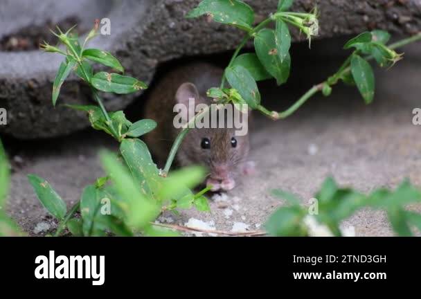 The house mouse is a small mammal of the order Rodentia ...