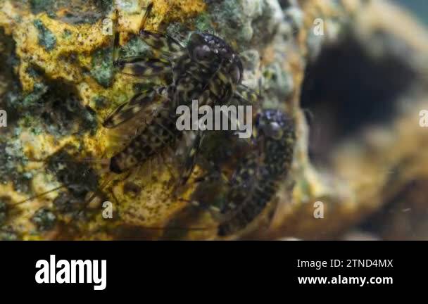 Stonefly plecoptera Stock Videos & Footage - HD and 4K Video Clips - Alamy