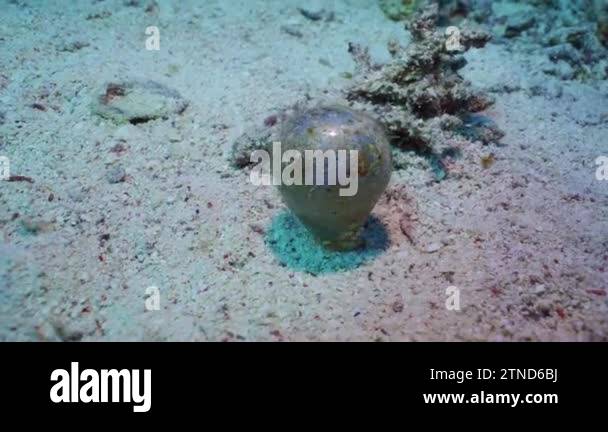Bubble algae Stock Videos & Footage - HD and 4K Video Clips - Alamy