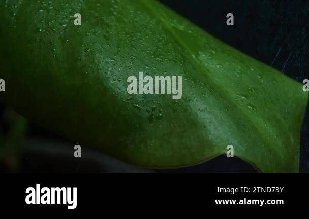 Misting the leaves of a Monstera Deliciosa plant with a spray bottle ...