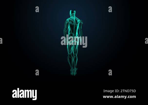 Human muscle system Stock Videos & Footage - HD and 4K Video Clips - Alamy