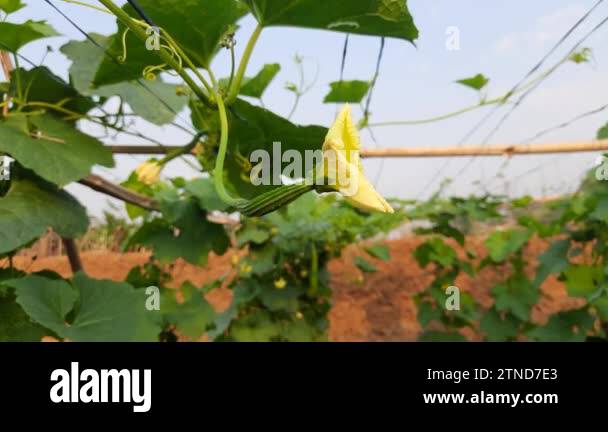 Luffa acutangula vegetable. Its other names angled luffa,Chinese okra ...