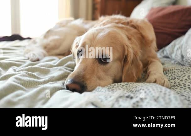 Labrador napping Stock Videos & Footage - HD and 4K Video Clips - Alamy