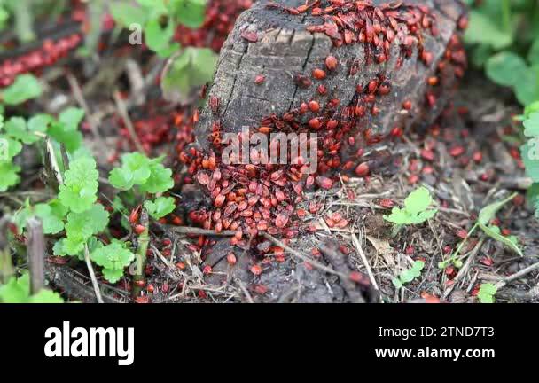 Colony of beetles Stock Videos & Footage - HD and 4K Video Clips - Alamy