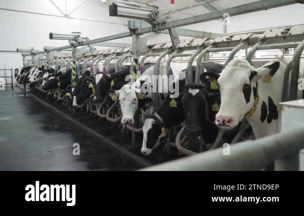 Cows at the Milk Production Factory. A factory worker starts the ...