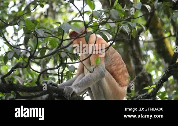 An adult male proboscis monkey (Nasalis larvatus)alpha male is enjoying ...