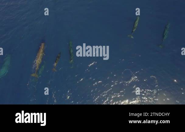 Synchronized swimming of group of sperm whales near surface of ocean ...