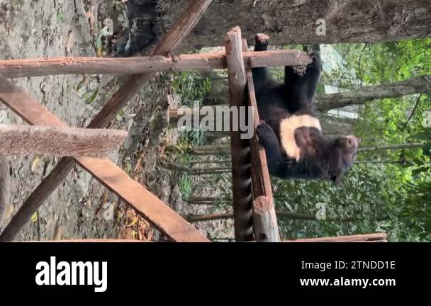 Asian black bear in animal conservation, Tat Kuang Si waterfalls, Luang ...
