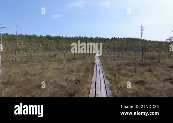 the swamp of a pine - tree, swamp with trees, swamp in the forest ...