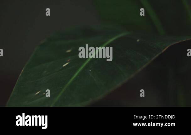 Light colored leaf Stock Videos & Footage - HD and 4K Video Clips - Alamy