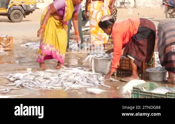Women packing long dead fishes in a big bowl - Chirala Fish Market, AP ...