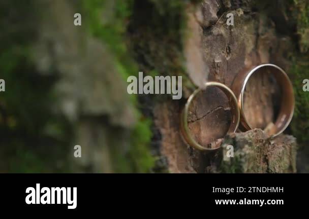 Bark rings Stock Videos & Footage - HD and 4K Video Clips - Alamy