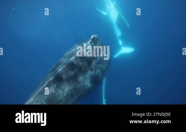 Humpback whales underwater of Pacific Ocean. Giant animal Megaptera ...