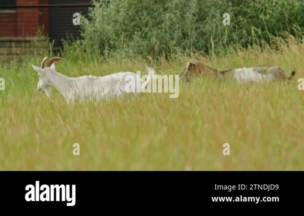 European mountain goat Stock Videos & Footage - HD and 4K Video Clips ...