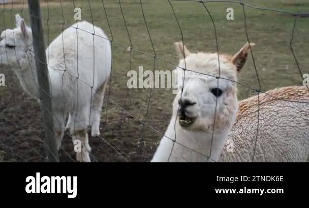 Alpacas on a farm Stock Videos & Footage - HD and 4K Video Clips - Alamy