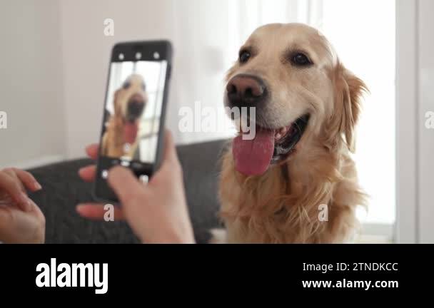 Girl hand with smartphone taking photo of golden retriever dog at home ...