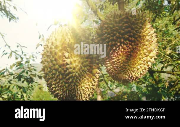 Durians On The Durian Tree In Organic Durian Orchard.Durians fruit with ...