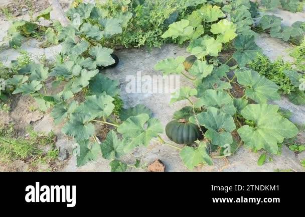 Plant with taproot Stock Videos & Footage - HD and 4K Video Clips - Alamy