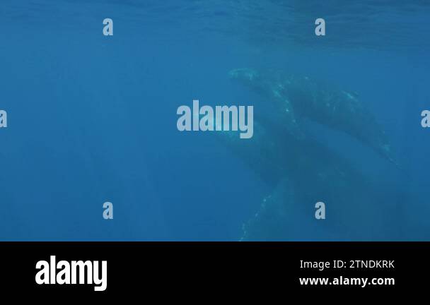 Humpback whales underwater of Pacific Ocean. Giant animal Megaptera ...
