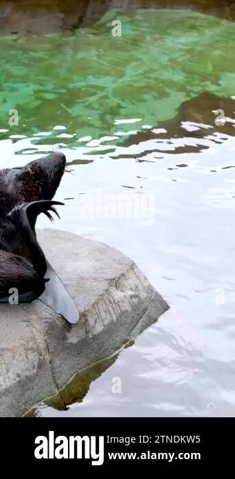 Seal tail flipper ice Stock Videos & Footage - HD and 4K Video Clips ...