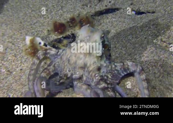 Marine life: Common octopus (Octopus vulgaris) which slowly moves along ...