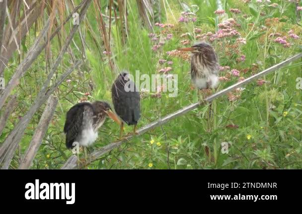 Three palm tree Stock Videos & Footage - HD and 4K Video Clips - Alamy