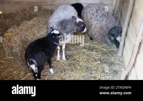 Several curly-haired sheep and lamb in a wooden pen. Animal family ...