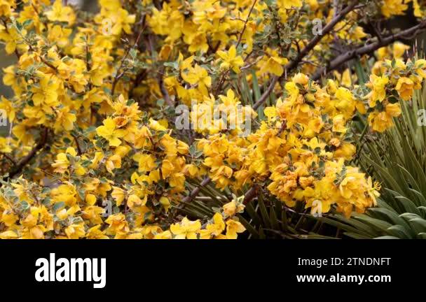 Woody perennial shrub Stock Videos & Footage - HD and 4K Video Clips ...