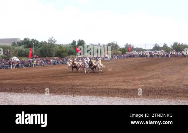 Equestrian tbourida Stock Videos & Footage - HD and 4K Video Clips - Alamy