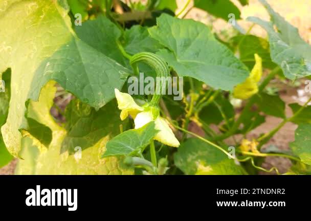 Luffa acutangula vegetable. Its other names angled luffa,Chinese okra ...