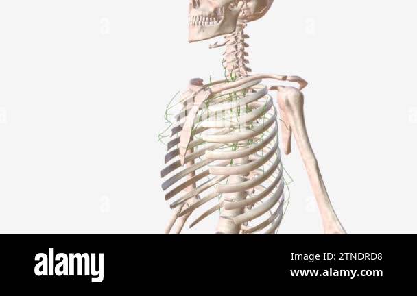 Thoracic lymph nodes Stock Videos & Footage - HD and 4K Video Clips - Alamy