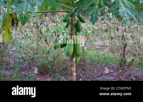Papaya tree growing in vegetable farm giving out batch of fruits Stock ...