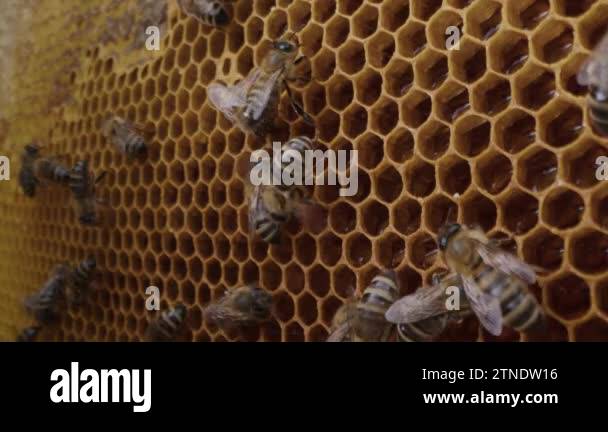 Bees family working on honeycomb in apiary. Life of Carniolan honey bee ...