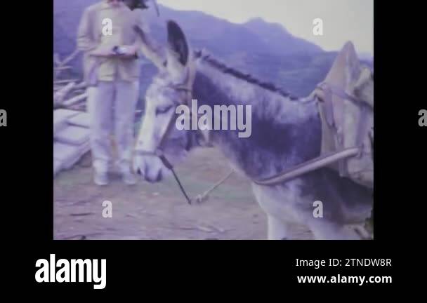 Tenerife, Spain january 1969: Historical 1960s footage of a burdened ...