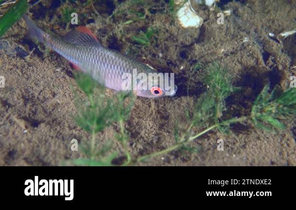 Male Bitterling or Amur bitterling (Rhodeus sericeus) in spawning ...