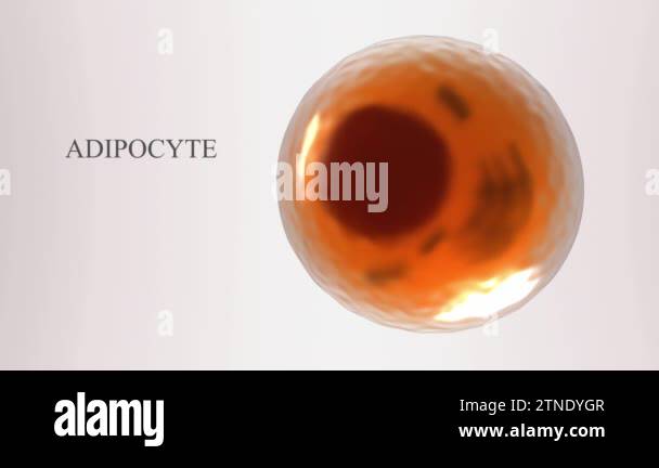Adipose cell structure. 3d model of a white fat cell with a nucleus ...