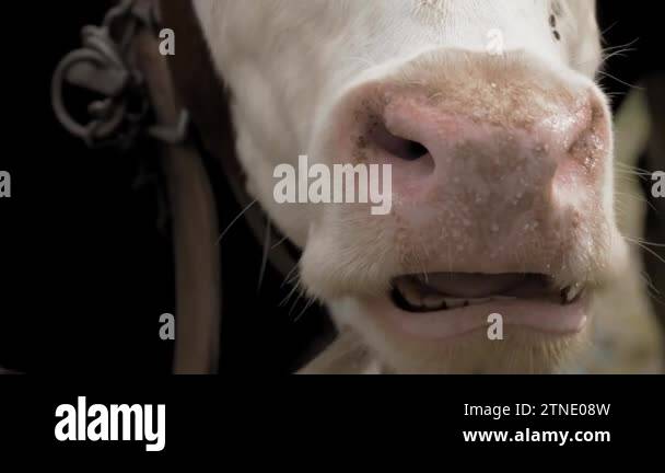 cow. close-up. muzzle of chewing cow. clearly visible tongue and teeth ...