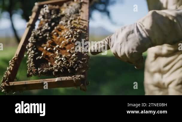 Bee farm, frame and beekeeper point to hive for honey for propolis, honeycomb and pollen ...