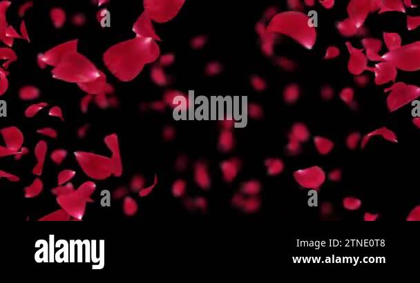 Whirl Flying Romantic Red Rose Flower Petals Background Alpha matte ...