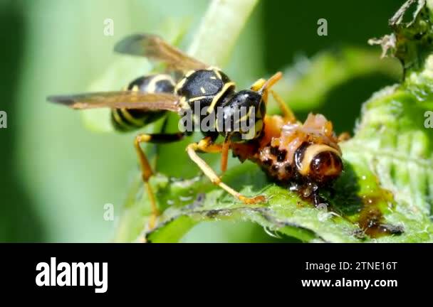 Wasp eats a worm in 4K VIDEO. Rare footage of wasp (vespula vulgaris ...