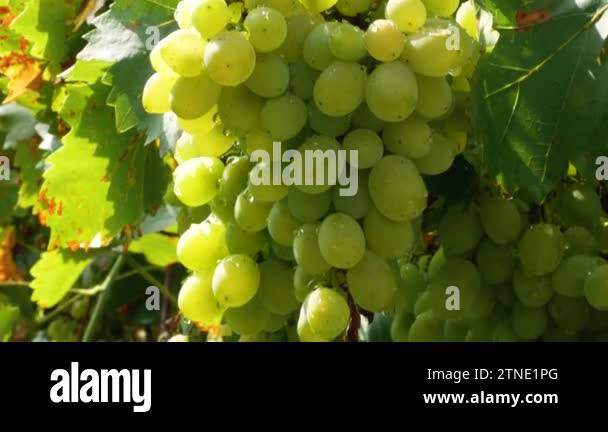 White grape varieties Stock Videos & Footage - HD and 4K Video Clips ...