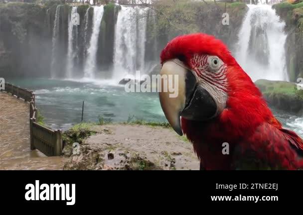 Parrot lizard Stock Videos & Footage - HD and 4K Video Clips - Alamy