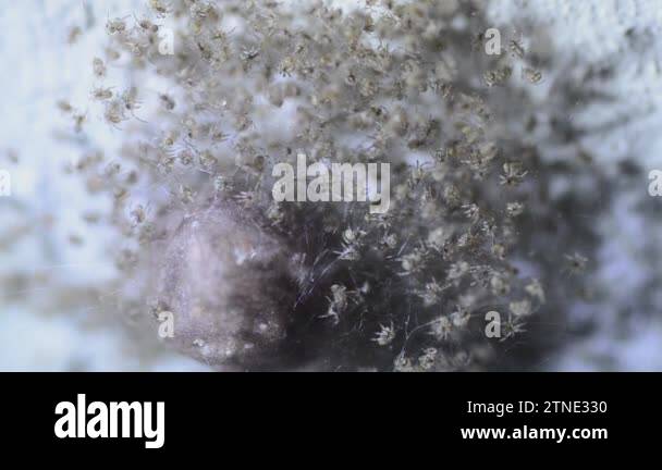 Wasp spiders Stock Videos & Footage - HD and 4K Video Clips - Alamy