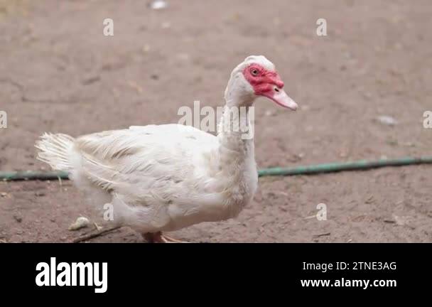 Beak poultry Stock Videos & Footage - HD and 4K Video Clips - Alamy