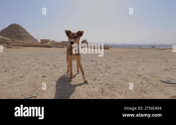 Stray wild dog at the base of the Great Pyramids of Giza in Egypt. Cute ...