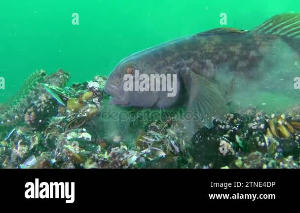 Invasive species Round goby (Neogobius melanostomus), feeding Stock ...