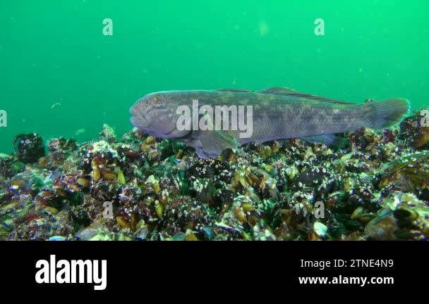 Sea fish Round goby (Neogobius melanostomus) eats something Stock Video ...