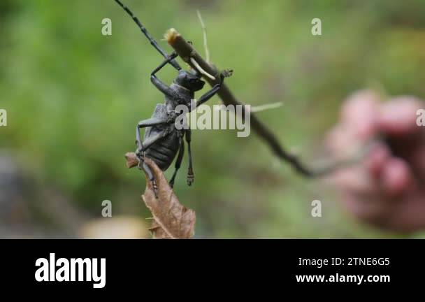 Bug with long antennae Stock Videos & Footage - HD and 4K Video Clips ...