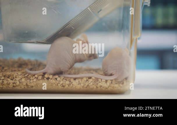 Test figure nose Stock Videos & Footage - HD and 4K Video Clips - Alamy